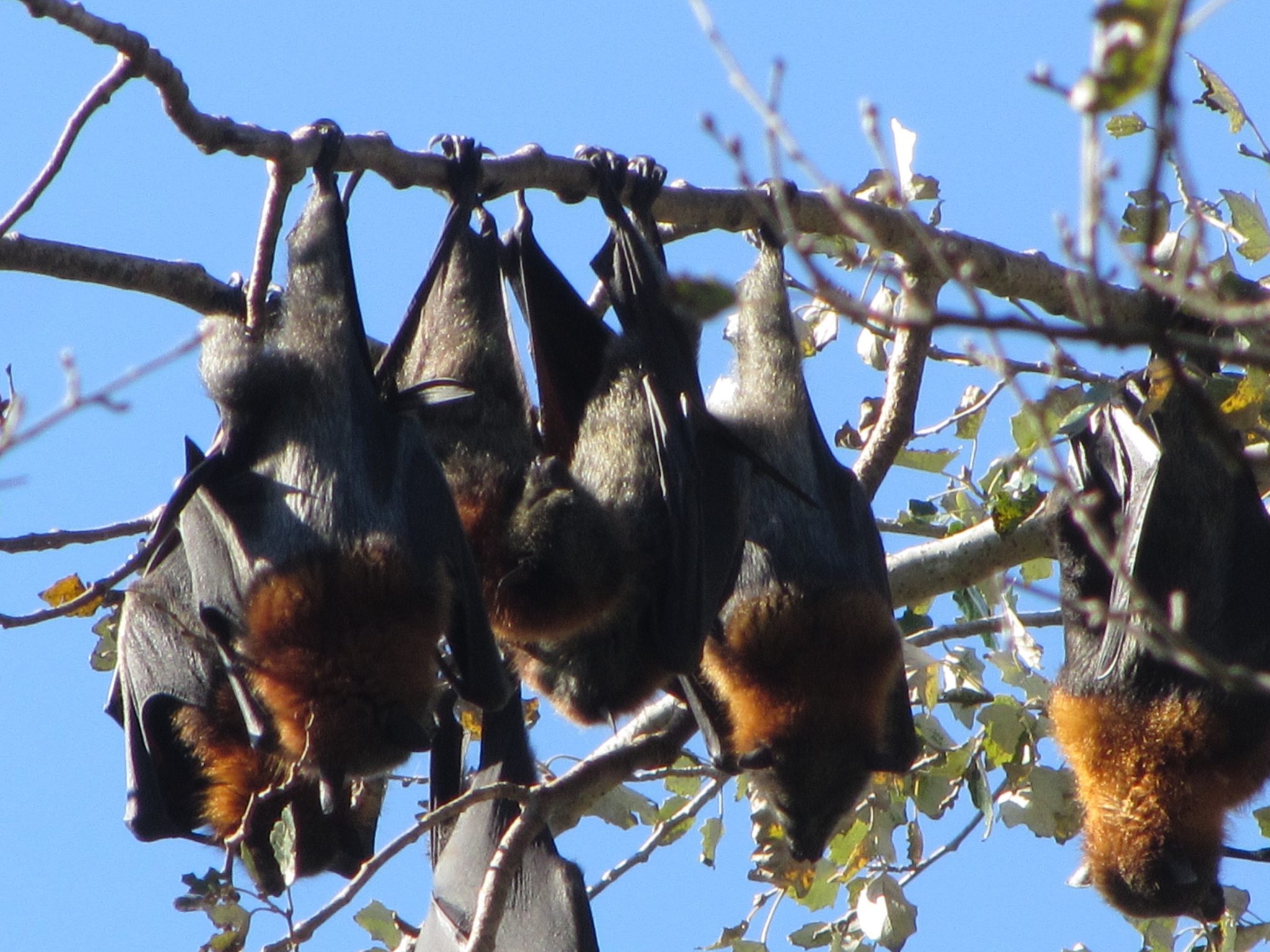 Flying foxes | Wolli Creek Preservation Society NSW Inc.