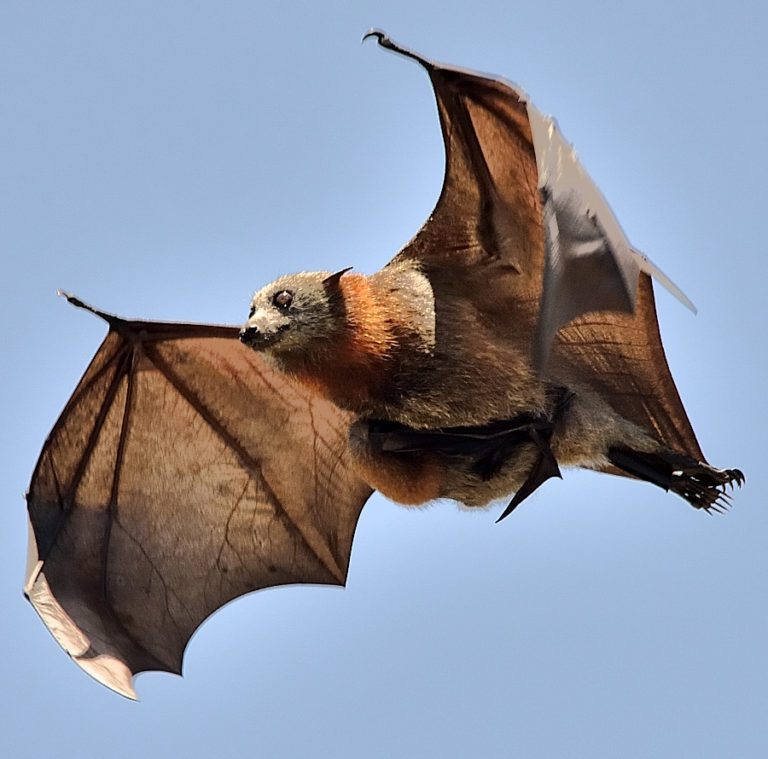 Flying foxes | Wolli Creek Preservation Society NSW Inc.
