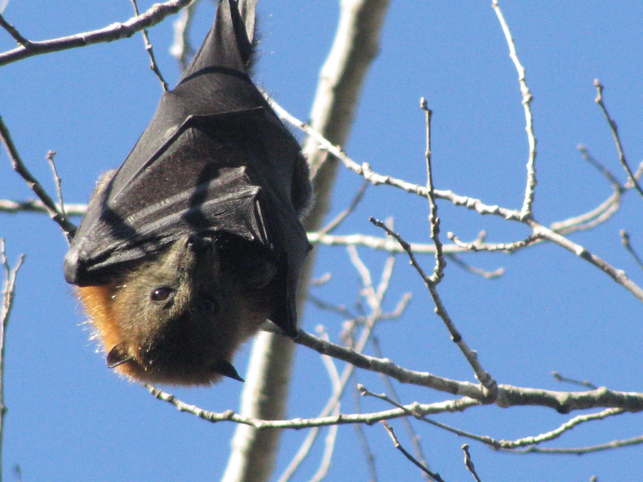 Flying foxes | Wolli Creek Preservation Society NSW Inc.