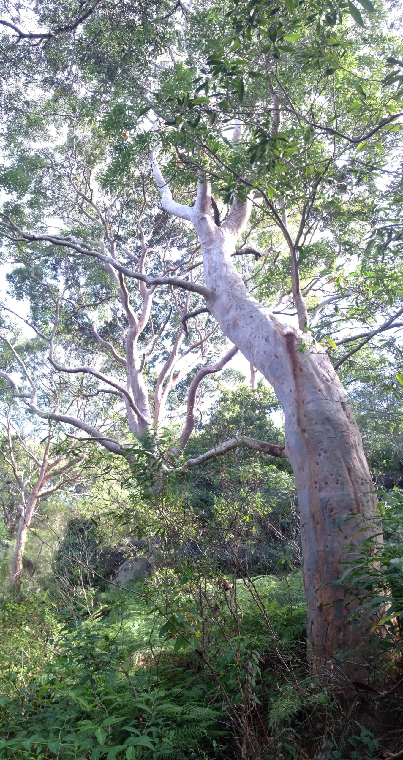 Range of habitats | Wolli Creek Preservation Society NSW Inc.
