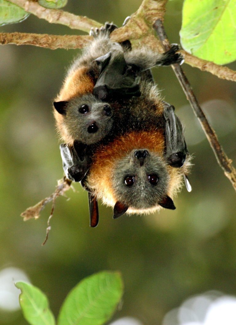 Flying foxes | Wolli Creek Preservation Society NSW Inc.