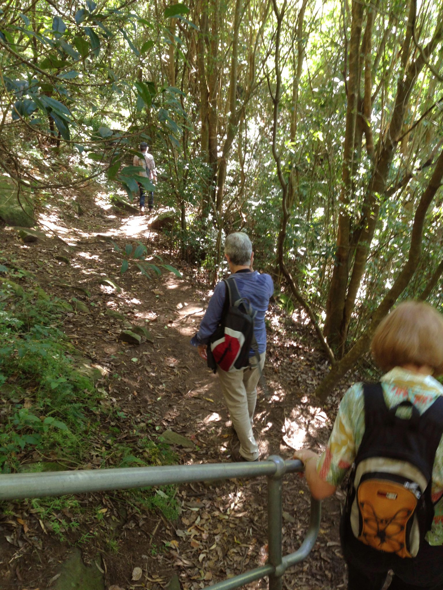 Walk in the Wolli Creek Regional Park - Bexley North to Turrella ...