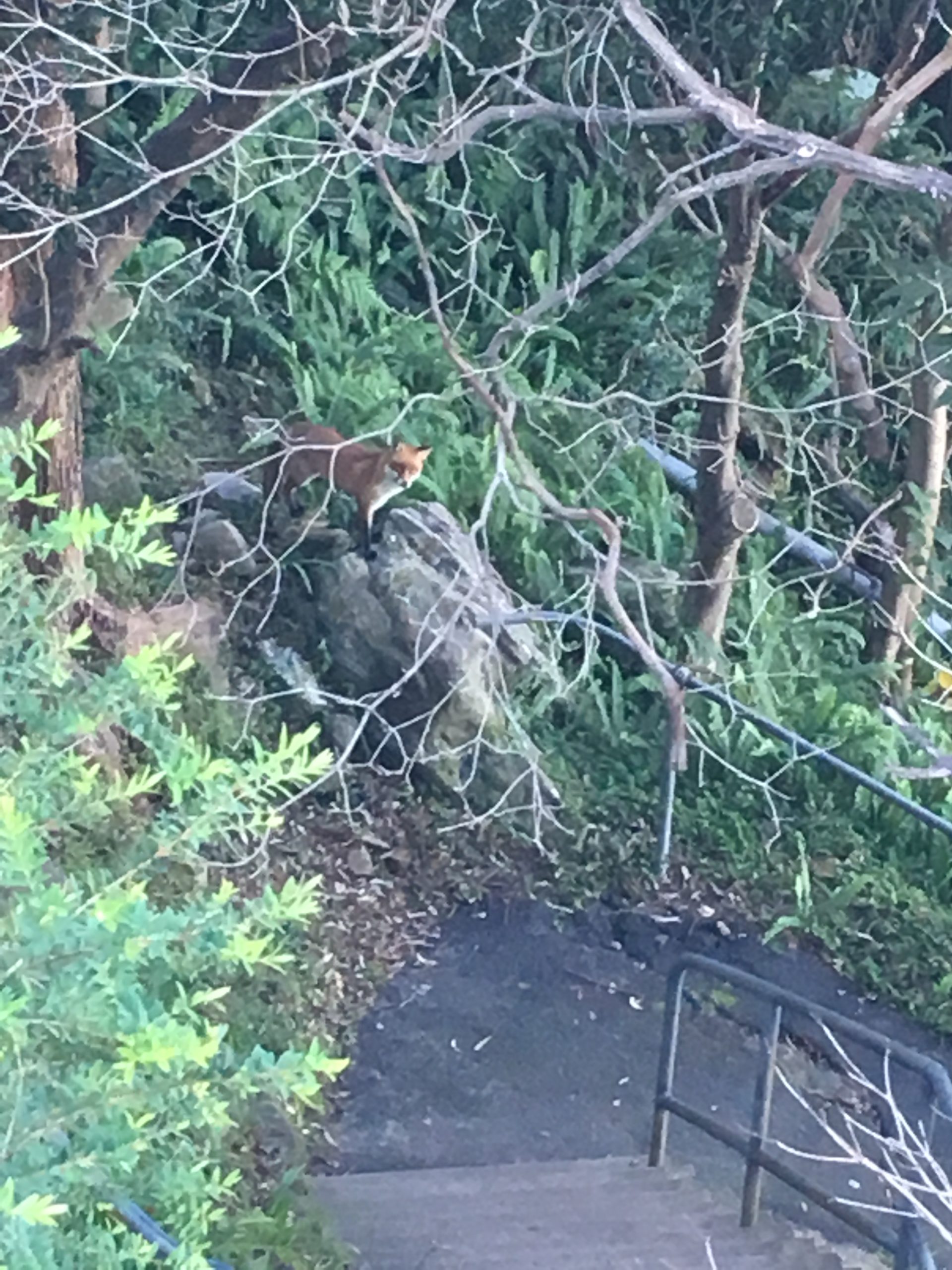 Pest Species | Wolli Creek Preservation Society NSW Inc.